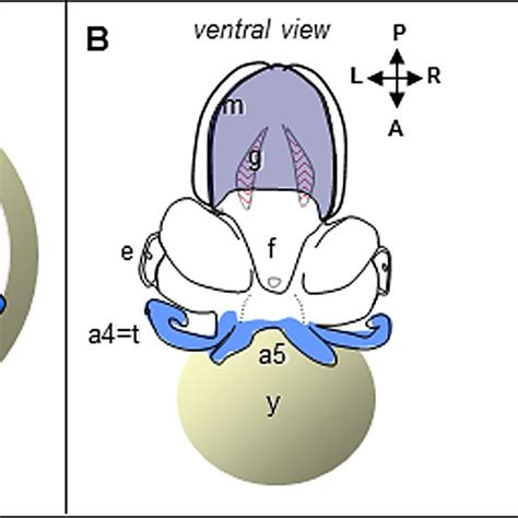 Relationships Of Cephalopod Taxa With The Species Cited In The Text