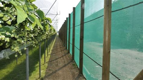 Protect Your Crop With Agriculture Windbreak Net Eyouagro