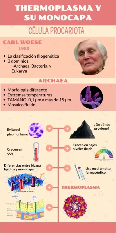 Cell Vertical Info