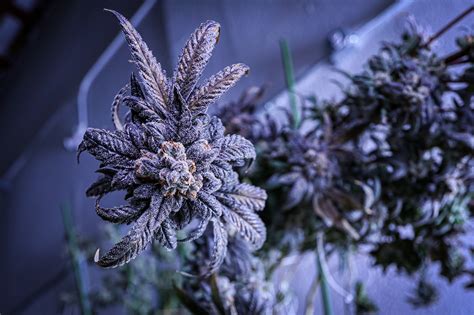 Maconha Cannabis Erva Daninha Foto Gratuita No Pixabay Pixabay