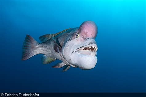 Kobudai Photographing The Transgender Fish