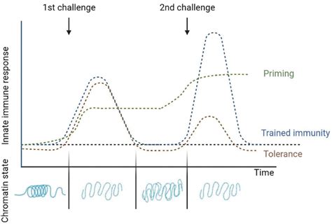 Immune Response Graph