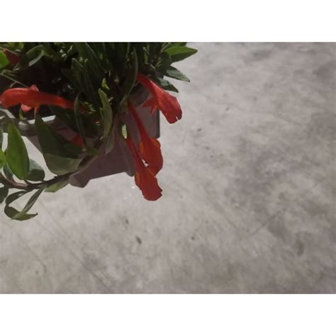 Aquatic Plants For Dthm Pair Thai Import Shopee Philippines