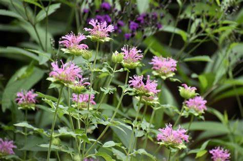 Bergamot Plant