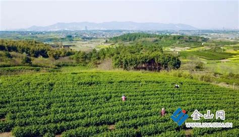 江苏镇江：评价改革，让乡土人才破“土”而出中国镇江金山网 国家一类新闻网站