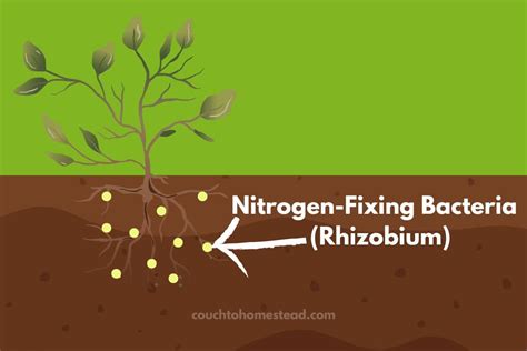 Nitrogen Fixing Plants Trees Shrubs Flowers More Couch To