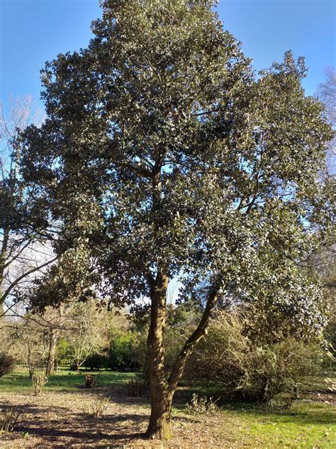 Quercus Ilex