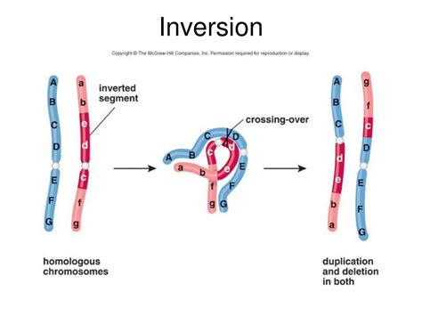 Ppt Patterns Of Chromosome Inheritance Powerpoint Presentation Free