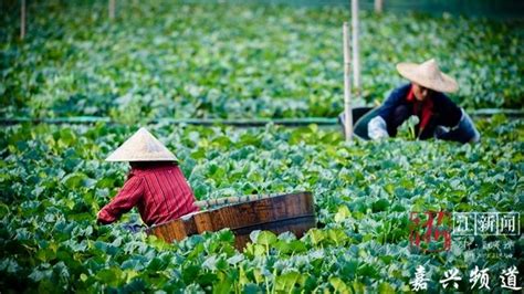 廉政菱畫：采菱秋意濃 寓景方寸間 每日頭條