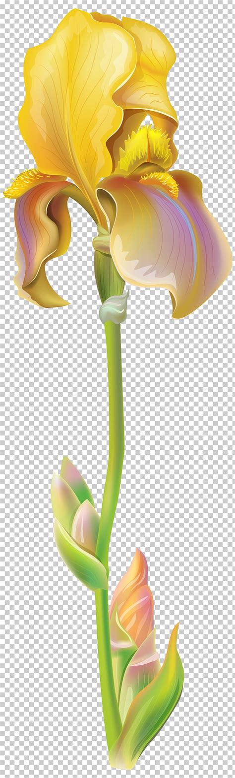 Iris Versicolor Flower Iris Pseudacorus Png Clipart Clip Art Color