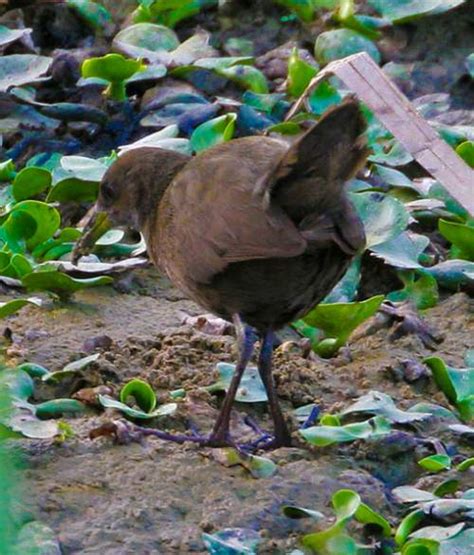 Brown Crake Birds Of India Bird World