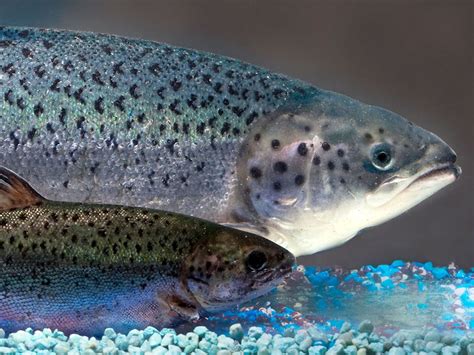 Us Consumers Might Get Their First Taste Of Transgenic Salmon This