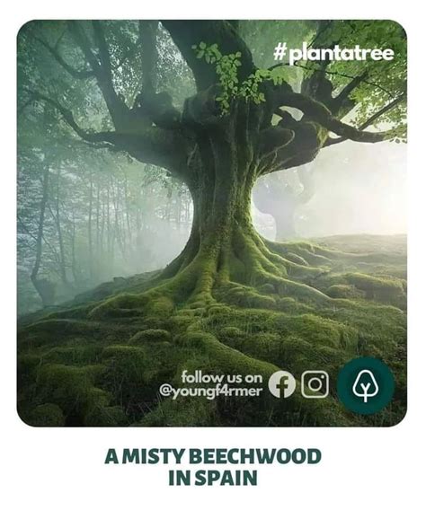 Mukhtiar Ali Burfat On Linkedin Trees Treeplanting Plants