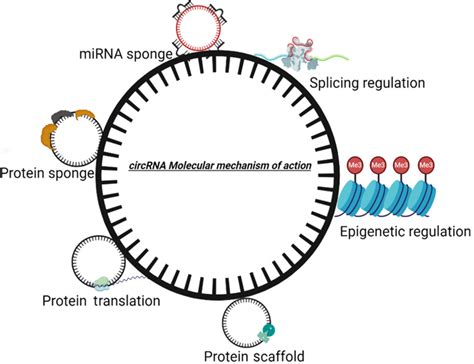 Circular Rna The Evolving Potential In The Disease World