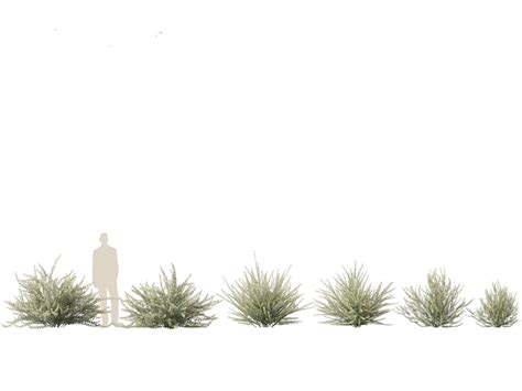 Philotheca Myoporoides Ruby Cascade Flippednormals