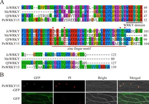 The Sequence Analysis And Subcellular Localization Of Pnwrky15 A The Download Scientific