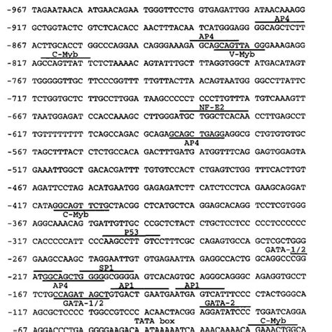 The 3 Flanking Nucleotide Sequence Of Murine Upase Cdna Sequence