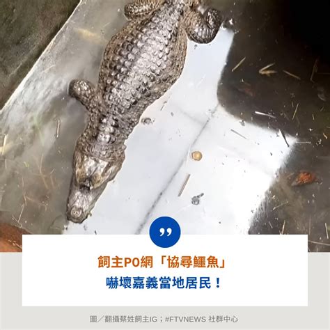 飼主po網「協尋鱷魚」 嚇壞嘉義當地居民 民視新聞網 Ftvnews Dcard