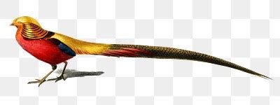 Male Golden Pheasant Illustrated Charles Free Photo Illustration