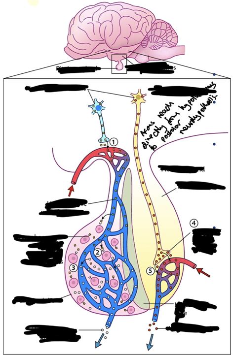 Diagram Of Hypothalamic Hypophyseal Tract Quizlet