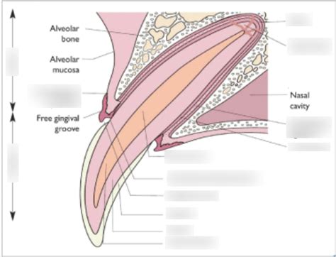 Dental Anatomy Flashcards At Carole Alden Blog