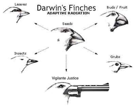Darwins Theory Of Evolution The Origin Of Species Cgfer
