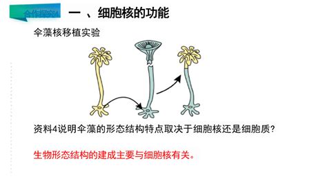 高中生物第一册 3 3细胞核的结构和功能21世纪教育网 二一教育