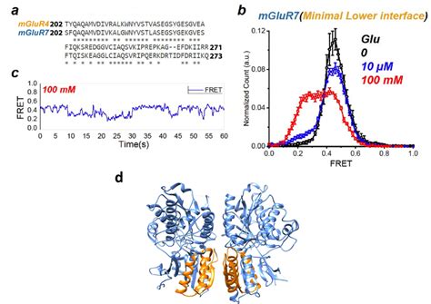 Minimal Lbd Lower Lobe Mglur4 Interface Required To Increase Mglur7