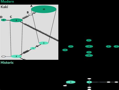 11 Temporal Haplotype Network Derived From The 14239 Bp Mitochondrial Download Scientific