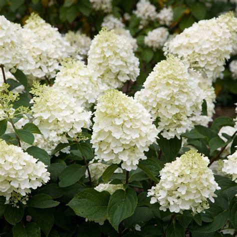 Hydrangea Silver Dollar Jparkers