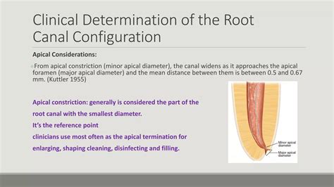 Root Canal Anatomy For Anterior Teeth Pptx