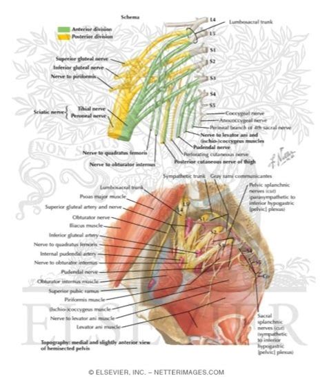 Sacral And Coccygeal Plexuses