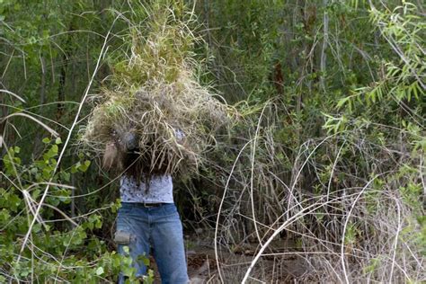 How Removing Invasive Buffelgrass From Arizona Forests Can Reduce