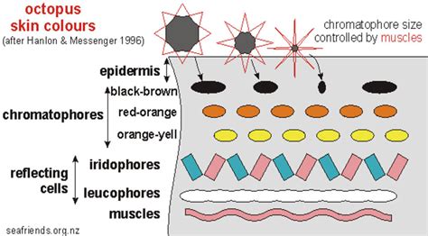 National Save The Sea Turtle Foundation