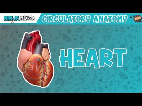 Free Video Cardiovascular Anatomy Of The Heart Heart Model From Ninja Nerd Class Central