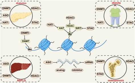 Sttt 综述︱中南大学湘雅二医院黎志宏 袁凌青团队评述表观遗传学在代谢内分泌疾病中的作用及研究进展 知乎