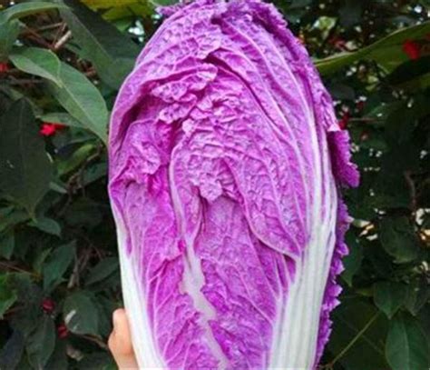 這種白菜很罕見，價格比肉還要高，種植戶靠它年入10萬！ 每日頭條