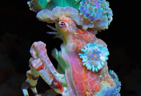 Playing Dress Up With Crabs Oceanbites