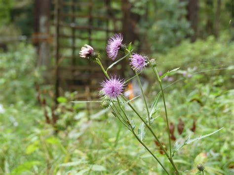 野草ボランティアガイド 泉自然公園