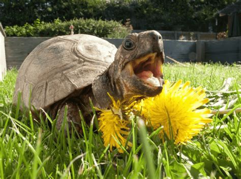 Do Turtles Have Teeth Sharp Beaks No Teeth