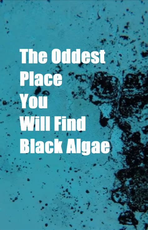 How To Get Rid Of Black Algae Talking Pools Podcast News