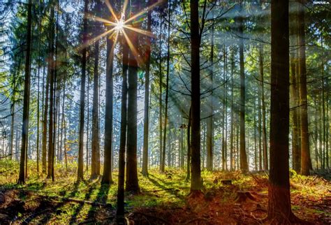 Las Promienie S O Ca