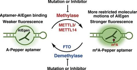 An RNA Methylation Sensitive AIEgen Aptamer Reporting System For