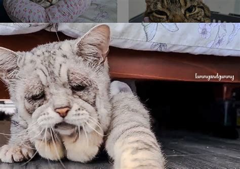 Cat Chit Chat Scary Cat Video Cat Looking Like A Monster Emerges From
