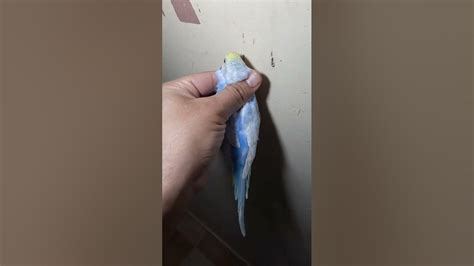 زوج طيور زينه بادجى رينبو كوبالت فايلوت كلير وينج جولدن دبل خلص اول قلشه من مزرعه هاوى عصافير