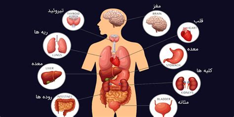 Body Parts In Farsi With Meaning
