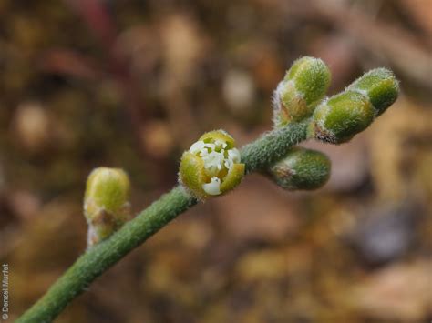 Cassytha Pubescens