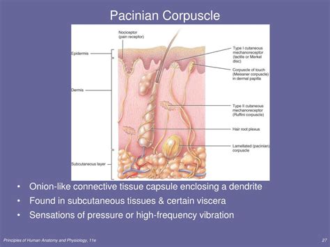 Ppt Chapter 16 Powerpoint Presentation Free Download Id904454