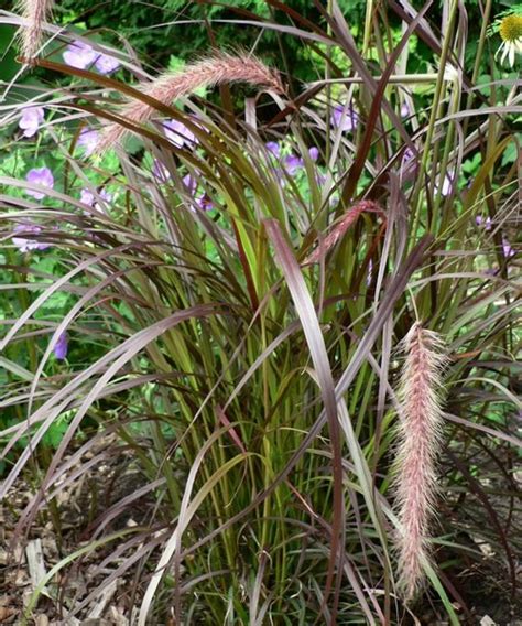 Pennisetum X Advena Summer Samba