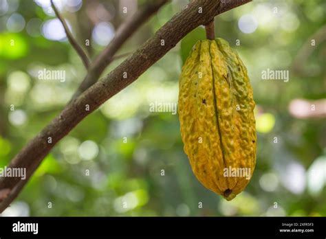 Cacao Chocolate Theobroma Cacao Plant With Ripening Seed Pod Costa